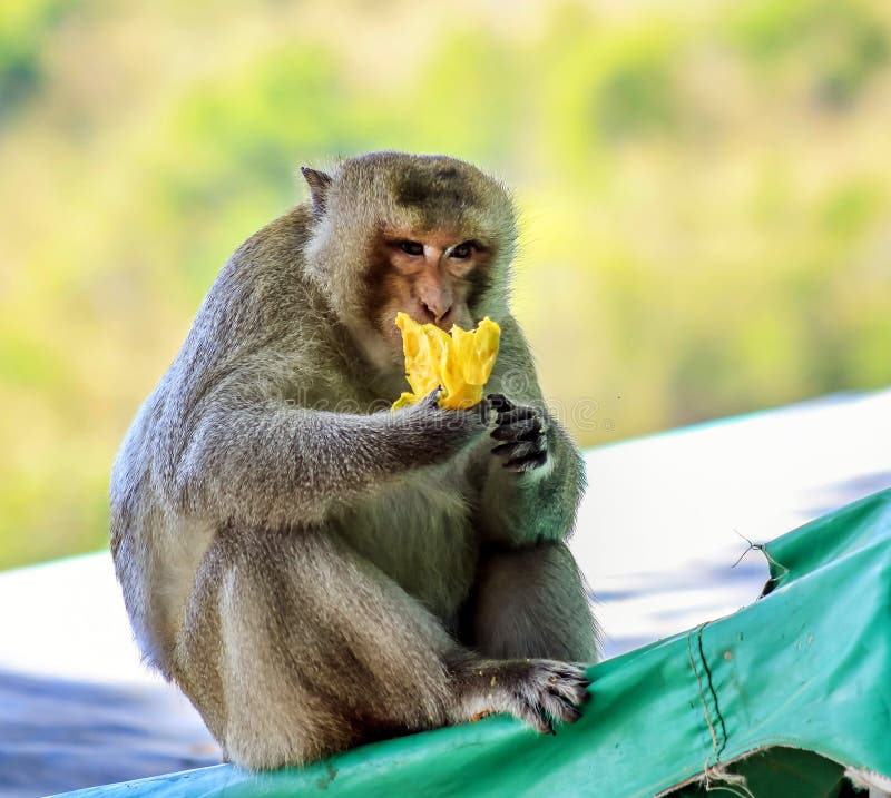 Monkey Manger De La Nourriture, Visage De Singe, Yeux De Singe Image ...