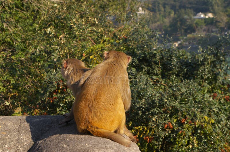 Monkey Mating-II stock image. Image of mammals, green - 64721581