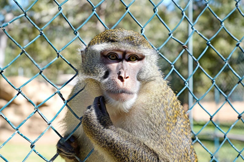 A Monkey with a Melancholy Expression Sitting Behind a Metal Fence ...