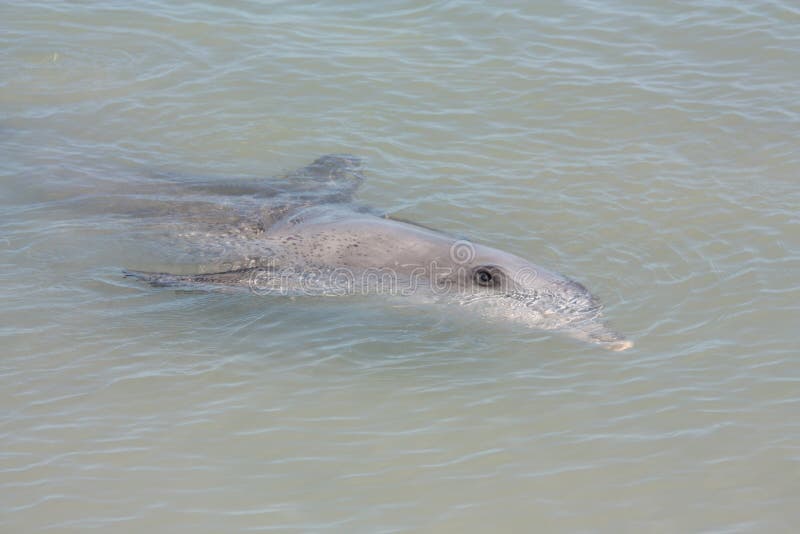 Monkey Mia, Shark Bay, Western Australia Stock Image - Image of ...