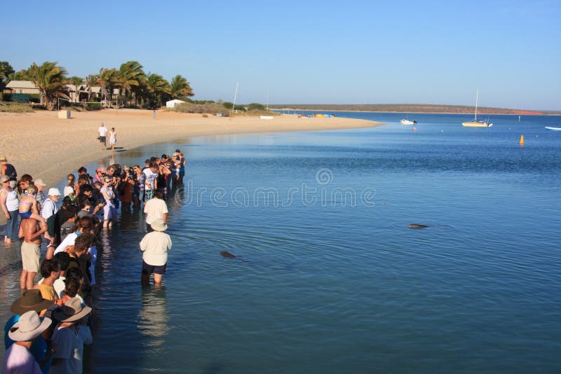 Dolphins, Monkey Mia, Western Australia Stock Photo - Image of heat ...