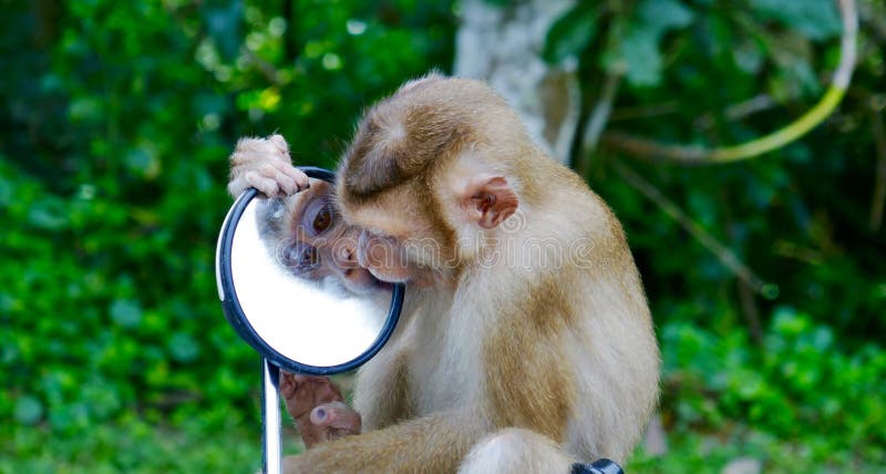 Monkey - mirror face stock photo. Image of rainforest - 92614488