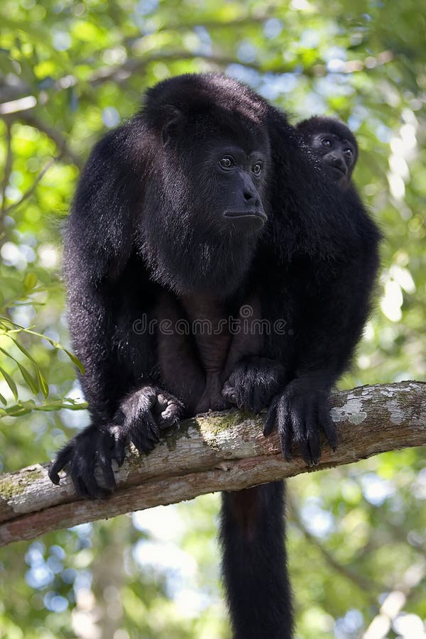 Green-Winged Macaw stock photo. Image of wild, beak, parrot - 491946