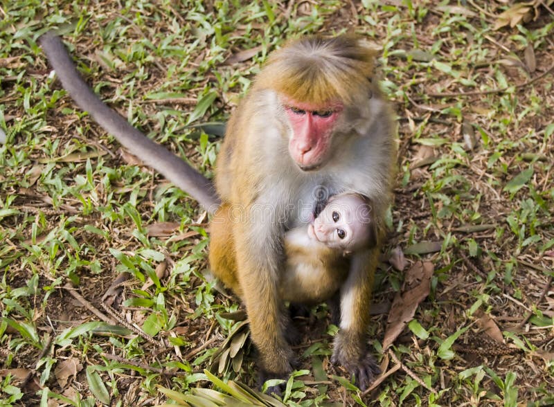 Monkey mom and baby stock photo. Image of malaysia, maternal - 13372192