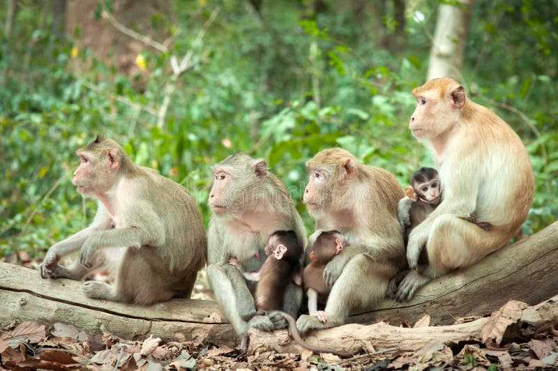 Monkey mom stock photo. Image of thailand, protection - 54508944
