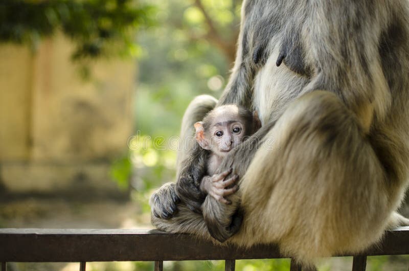 Monkey stock photo. Image of horizontal, india, monkey - 70937858