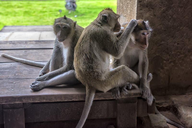Monkey in Angkor Wat stock photo. Image of eyes, brown - 128006210