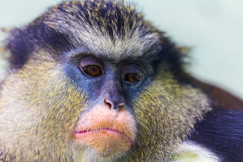 Mona Monkey stock photo. Image of upper, expressiveness - 59564578