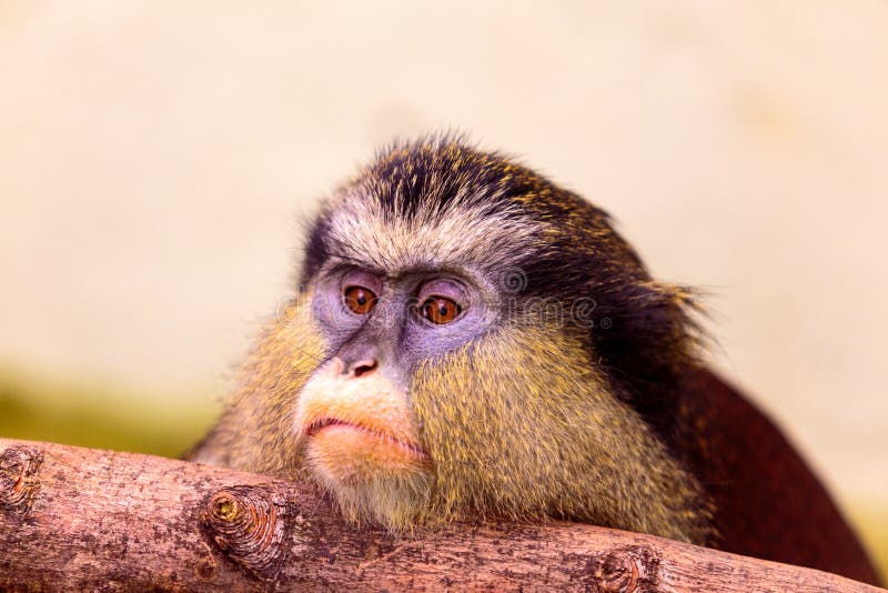 Mona Monkey stock photo. Image of upper, expressiveness - 59564578
