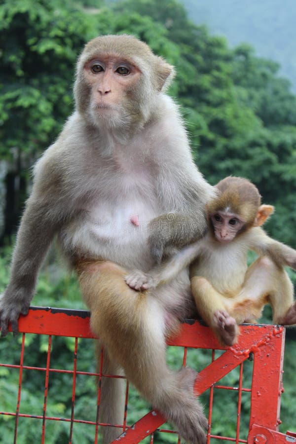 Monkey stock photo. Image of money, nice, monkey, expression - 97845044