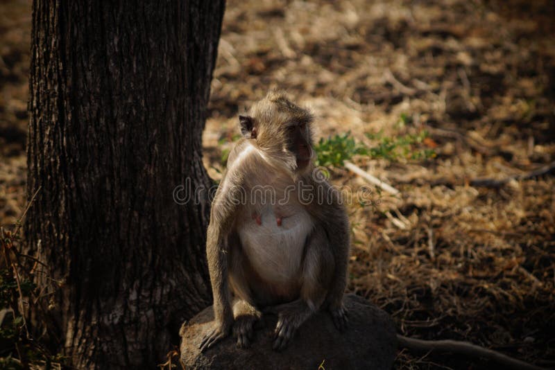 Monkey stock image. Image of alone, monkey, cutemonkey - 223338179