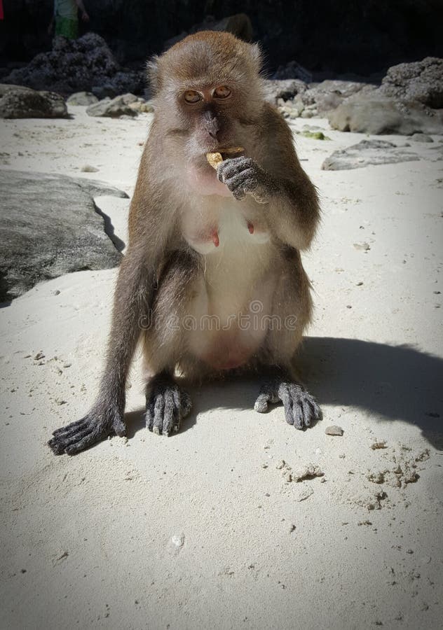 Monkey on Monkey Beach, Phi Phi Leh Island, Thailand Stock Image ...