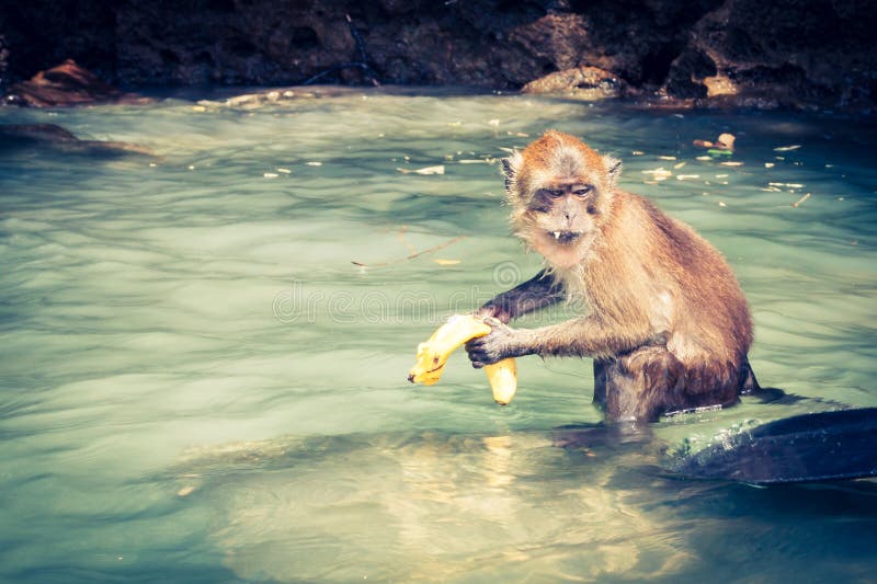 Monkey from Monkey Beach in Thailand Stock Photo - Image of forest ...