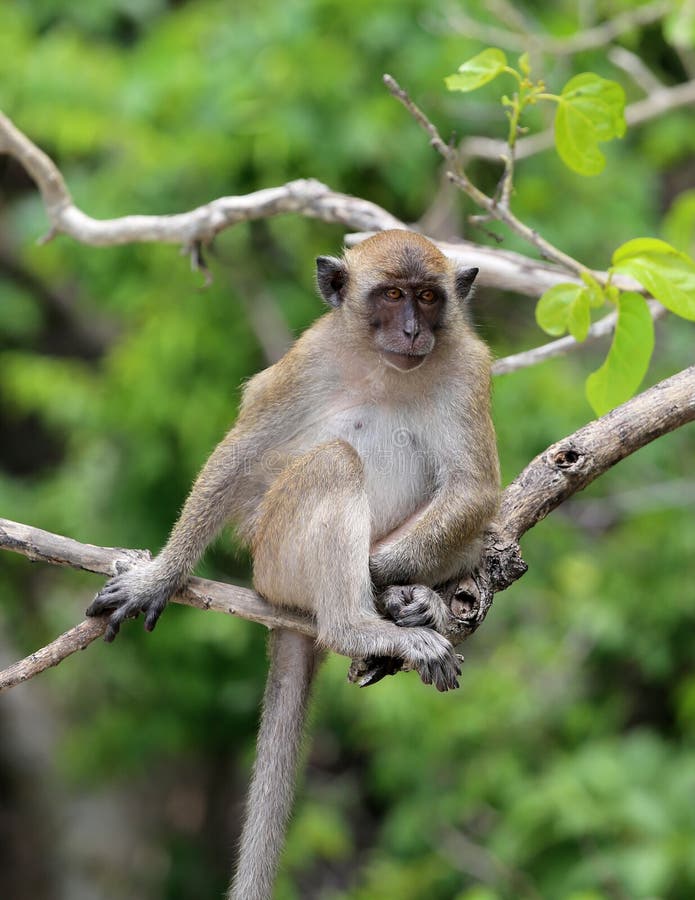Monkey at Monkey Beach Thailand Stock Image - Image of coconut, climb ...