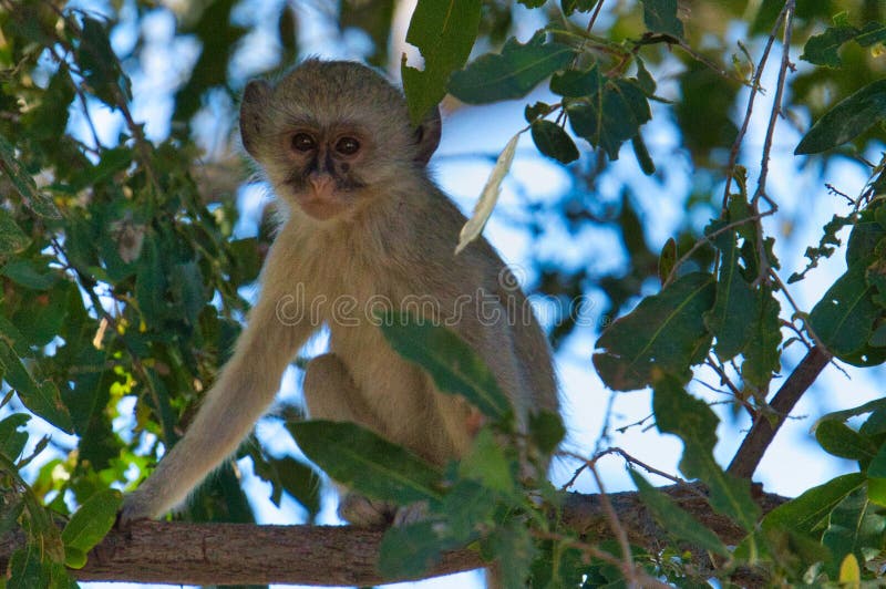 Monkey stock image. Image of monkey, jungle, gorilla - 371413211