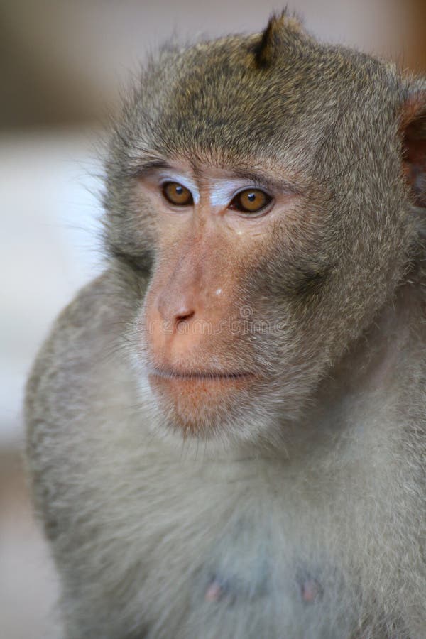 Monkey, Monkey Face Portrait, Jungle Monkey Close Up, Monkey Ape Stock ...