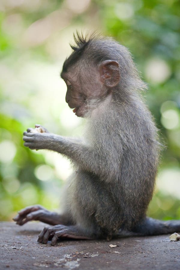 Frightened monkey stock image. Image of child, afraid - 36707803