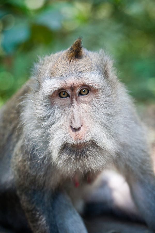 Monkey in Monkey Forest, Indonesia Stock Image - Image of longtailed ...