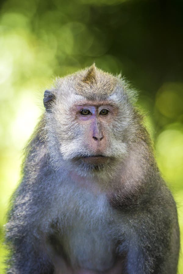 Monkey at Monkey Forest stock image. Image of animals - 50933469