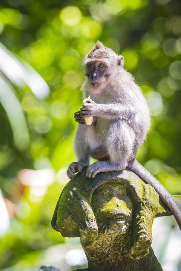 Monkey at Monkey Forest stock image. Image of area, statue - 50935005