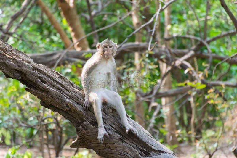 Monkey.Monkey Live in Nature.Monkey on the Tree. Stock Image - Image of ...