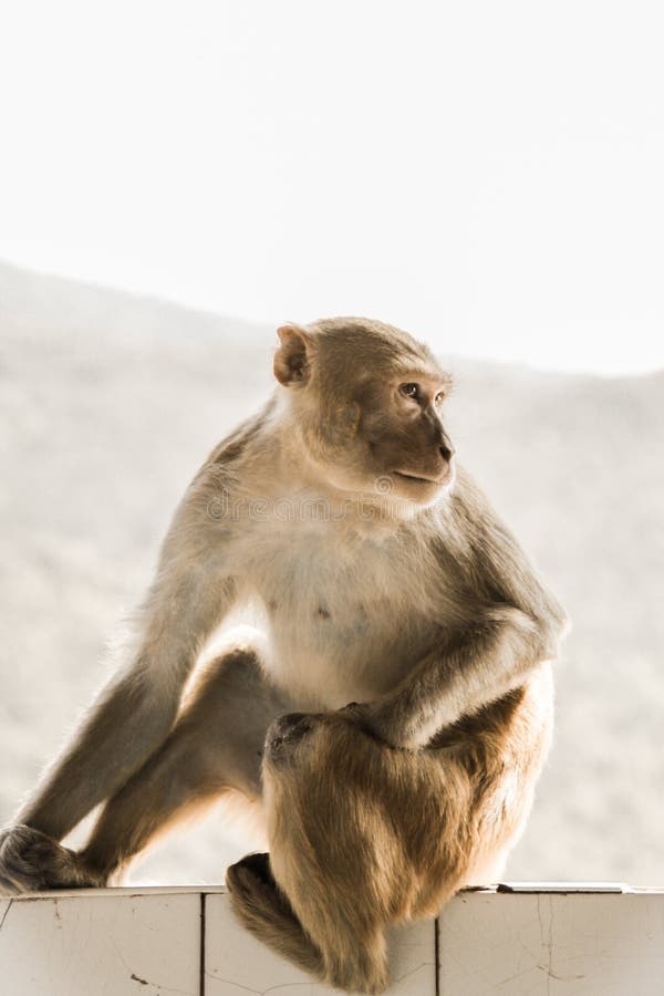 Monkey stock photo. Image of mount, monkey, sepia, model - 109085866