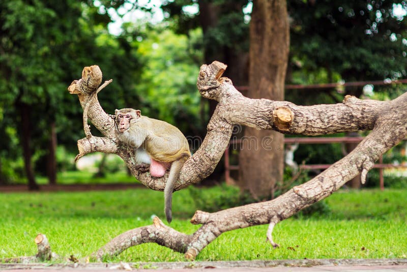 Monkey Monkey Sitting on the Tree. Stock Photo - Image of hairy, animal ...