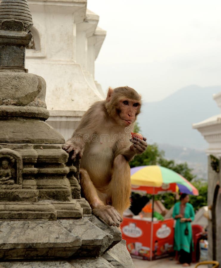 Monkey at Monkey Temple Statue Stock Photo - Image of mammal, nepal ...