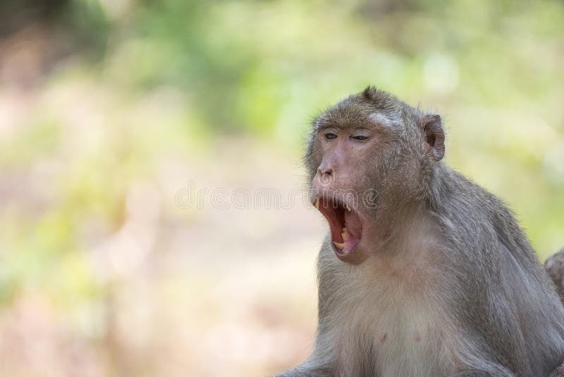 Monkey yawn stock photo. Image of blur, exposed, squint - 95429450