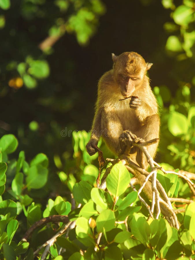 Monkeyfoto Stock Photos - Free & Royalty-Free Stock Photos from Dreamstime