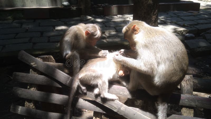 Monkey stock photo. Image of monkeys, busy, monkey - 127735352
