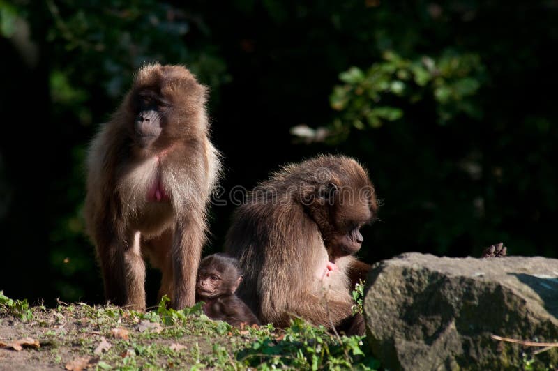 Monkey stock photo. Image of portrait, nature, zoom, affen - 32588086