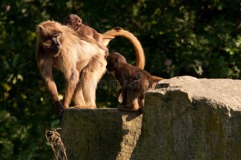Monkey stock image. Image of rock, affe, mammal, monkey - 32588659