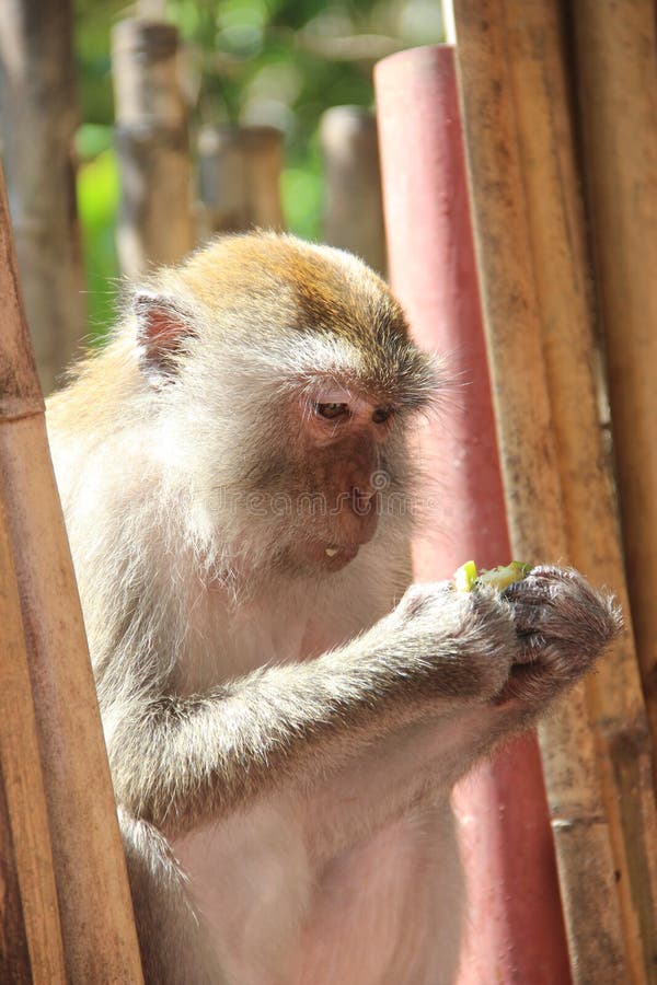 Monkey stock image. Image of monkey, beautiful, animal - 66171211