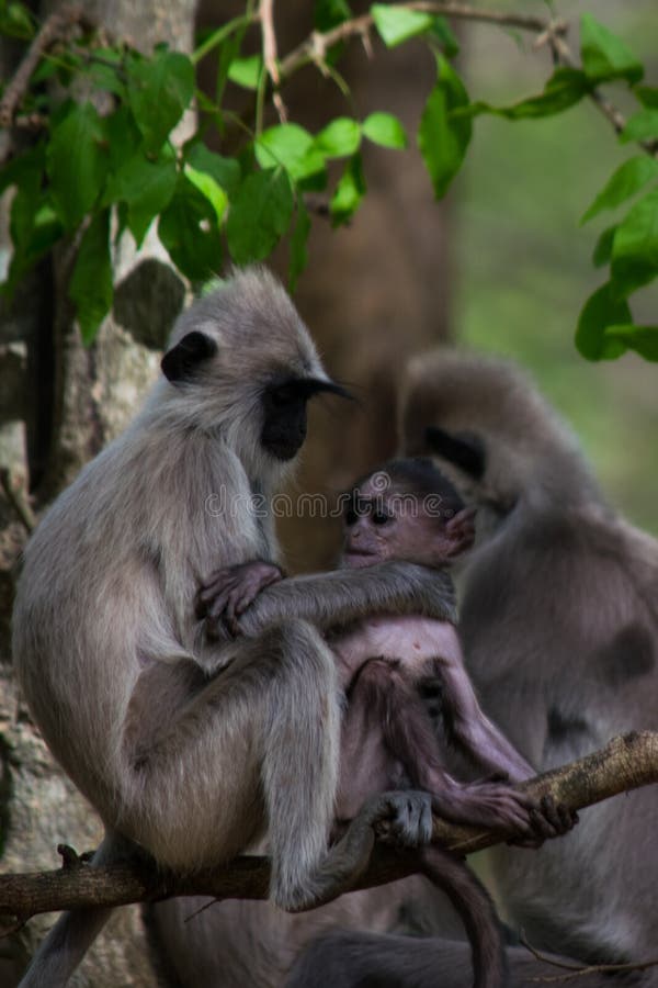 105 Katharagama Stock Photos - Free & Royalty-Free Stock Photos from ...