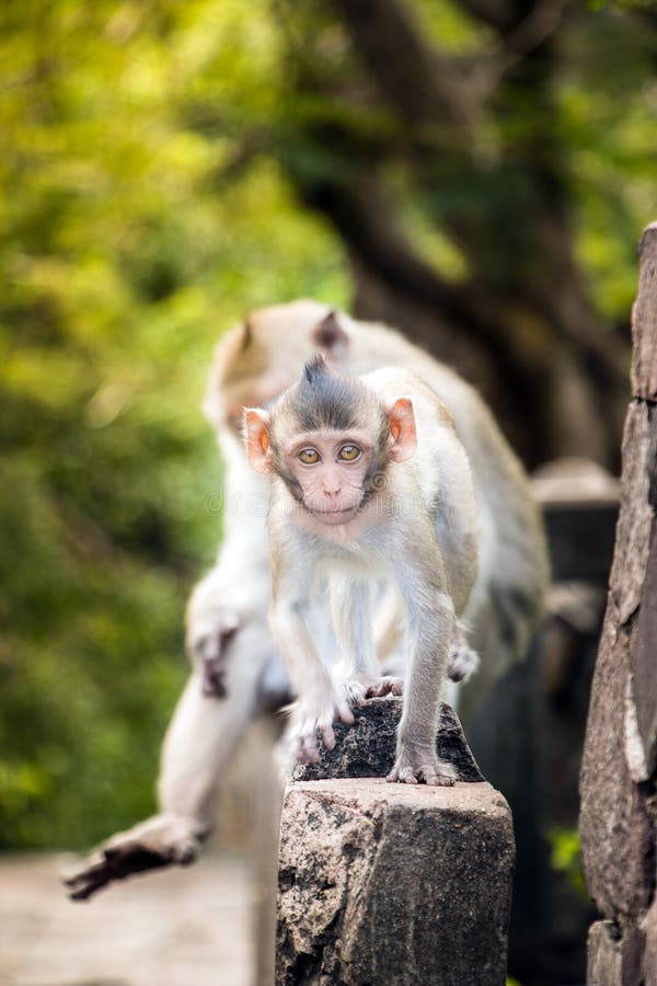 Monkey stock photo. Image of cute, happy, lovely, monkeys - 64668148