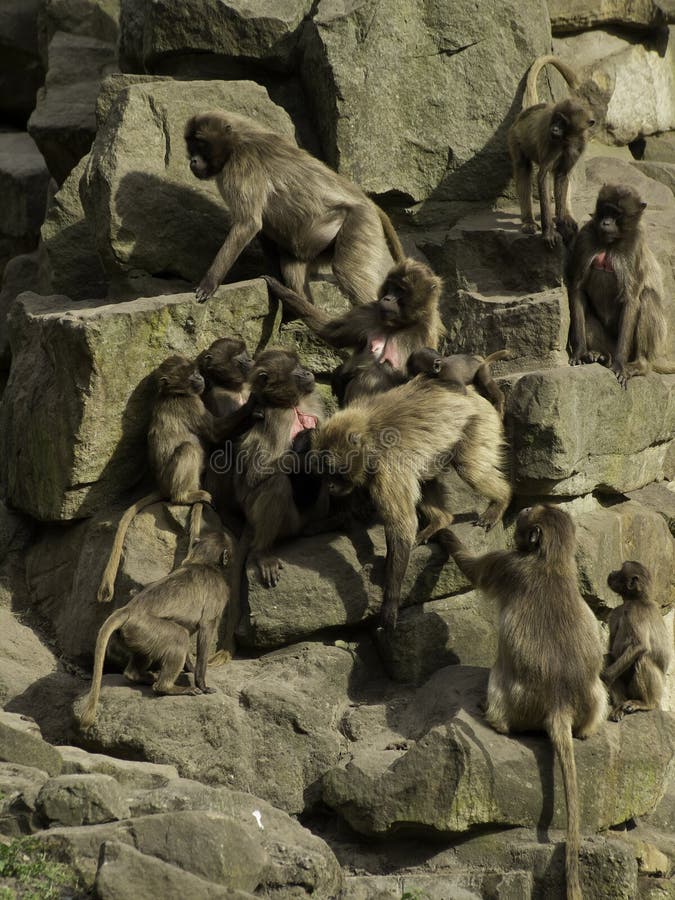 Monkey stock photo. Image of animals, tree, animal, rocks - 33826094