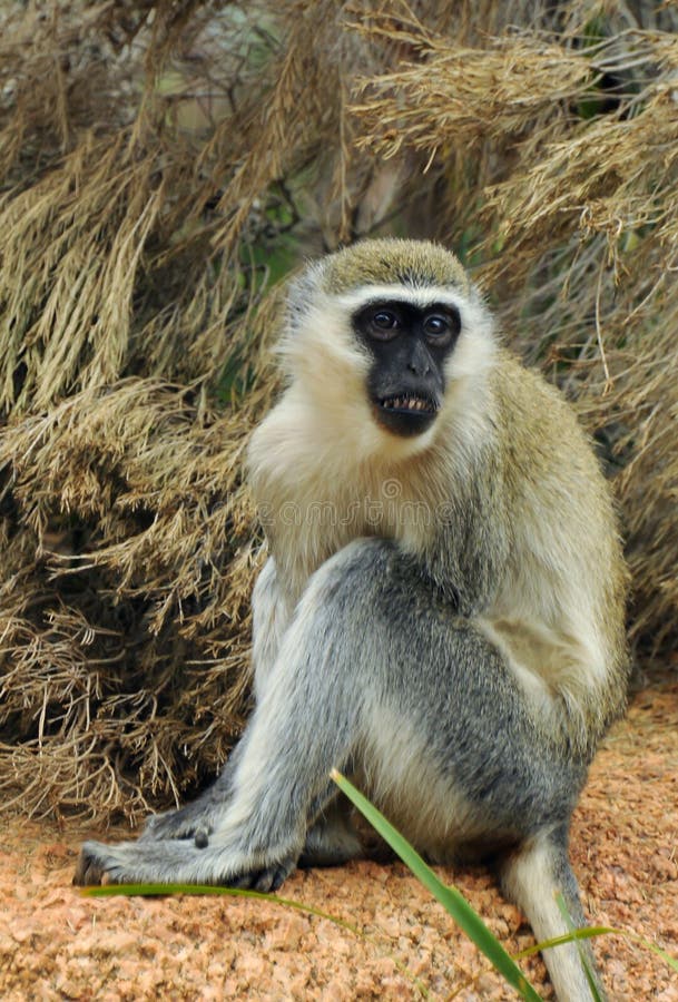 Monkey stock image. Image of making, view, eyes, animal - 63699453