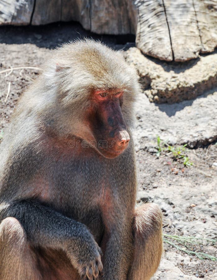 Monkey stock photo. Image of hair, wildlife, stones, wild - 63699466