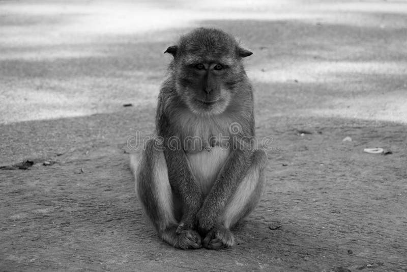 Monkey stock image. Image of natural, monochrome, wildlife - 37419951