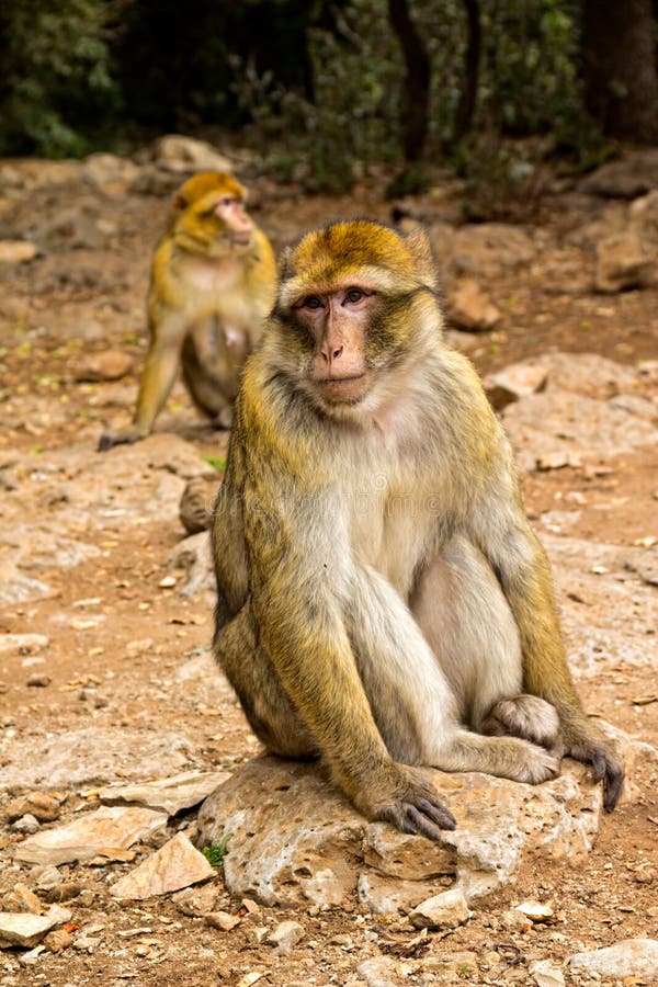 Monkey Morocco stock photo. Image of nature, wild, brown - 21234866