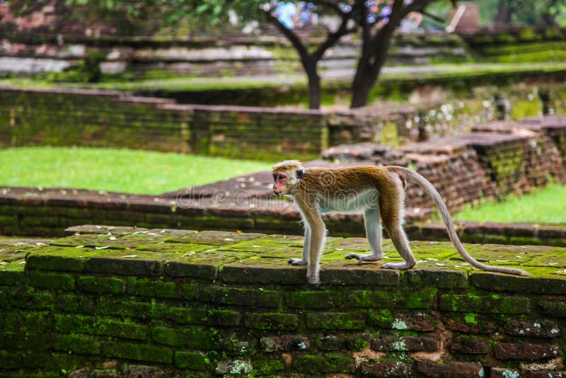 Monkey on Moss Covered Ruins Stock Image - Image of furry, park: 142900913