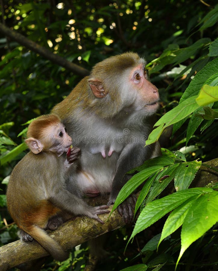 Baby Monkey stock photo. Image of single, monkey, bright - 35126078