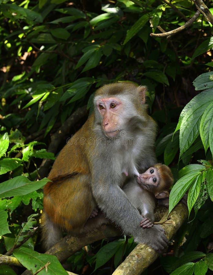 The monkey mother and baby stock photo. Image of bruh - 35467620