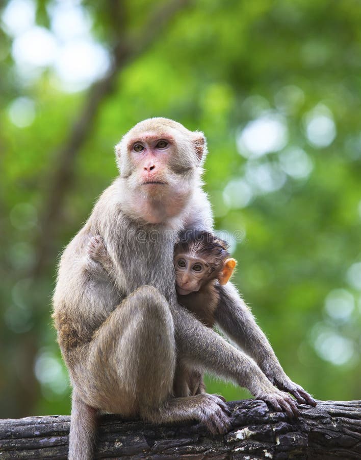 40+ Mother baby monkey eating Free Stock Photos - StockFreeImages