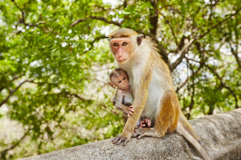 Monkey mother with baby stock image. Image of macaque - 34031535