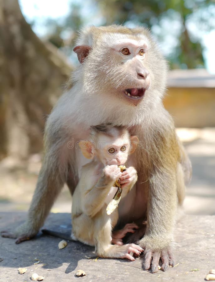 Monkey-mother and Monkey-baby Stock Image - Image of love, jungle ...
