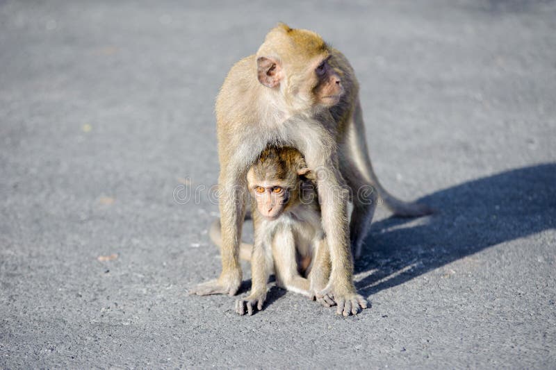 Monkey Mother Care for Their Children Stock Photo - Image of portrait ...
