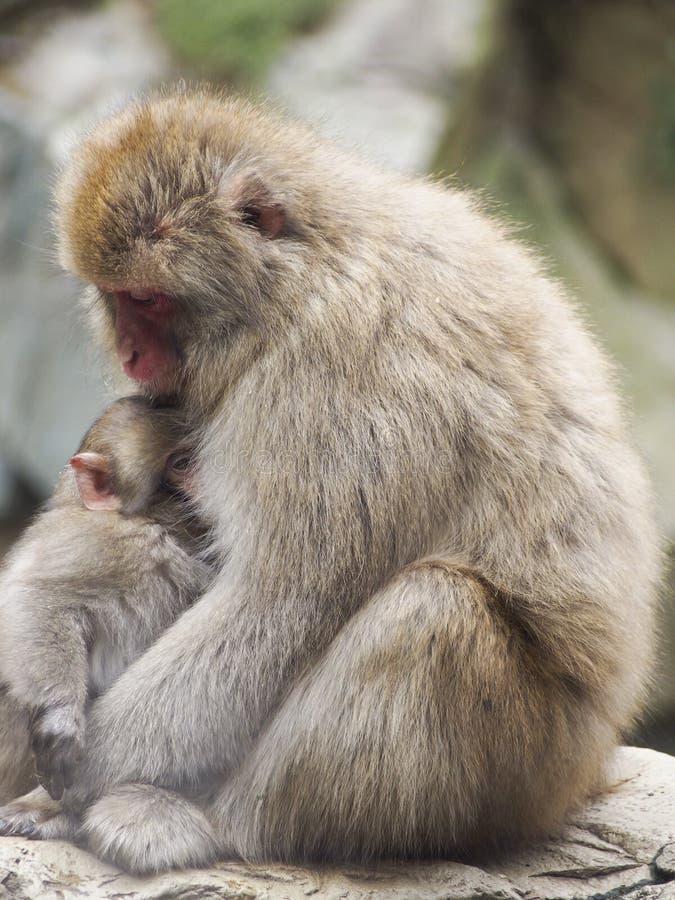 Monkey Mother and Child stock image. Image of monkeys - 83714047