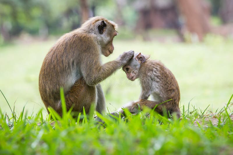 Monkey mother and her baby stock photo. Image of ground - 111185076